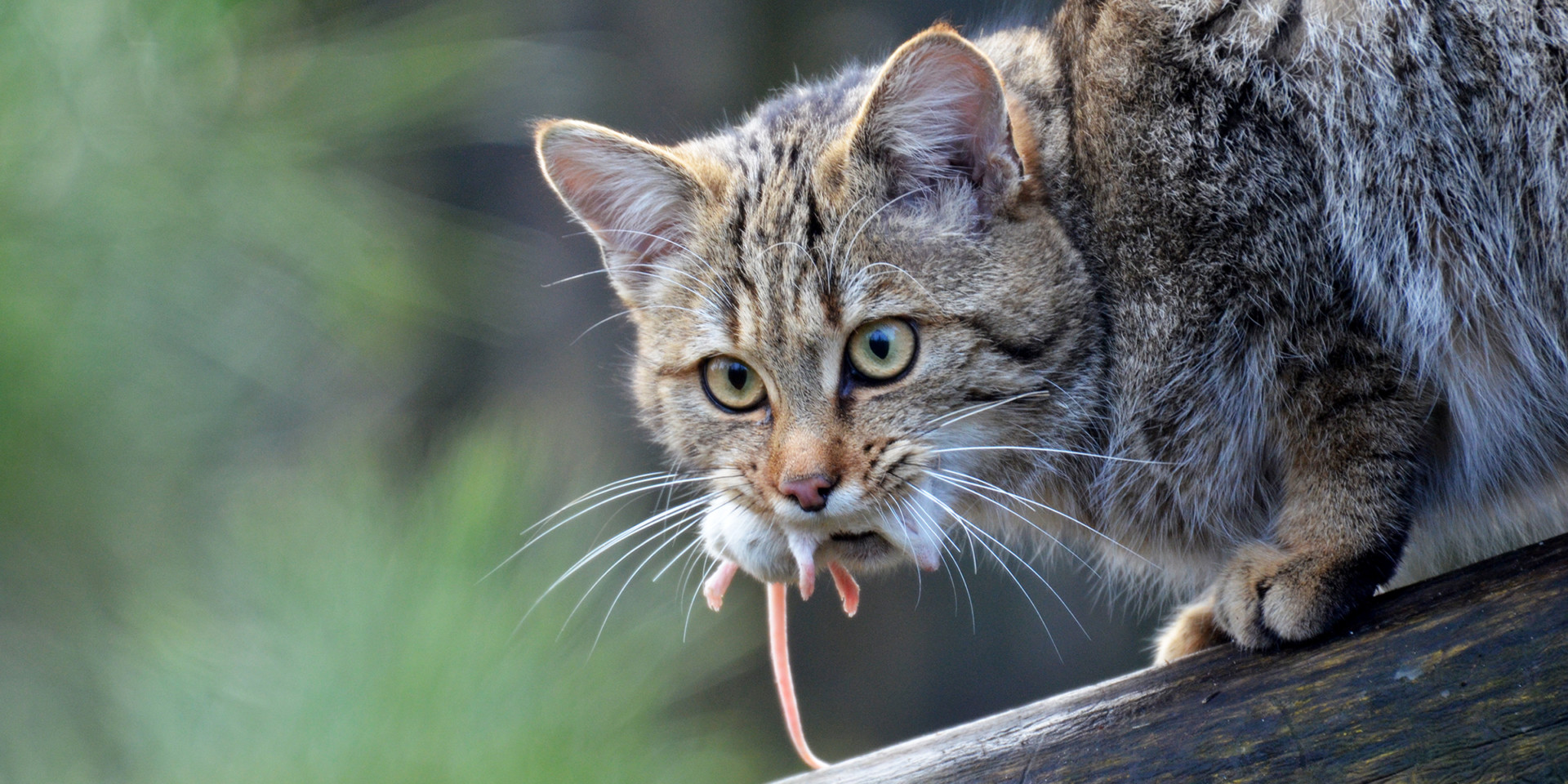 Europäische Wildkatze - Säugetiere | Natur- und Tierpark Goldau