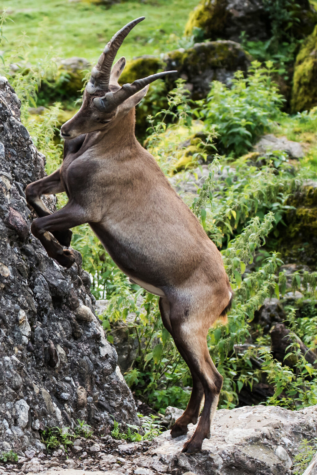 Anreise & Parkplätze | Natur- und Tierpark Goldau