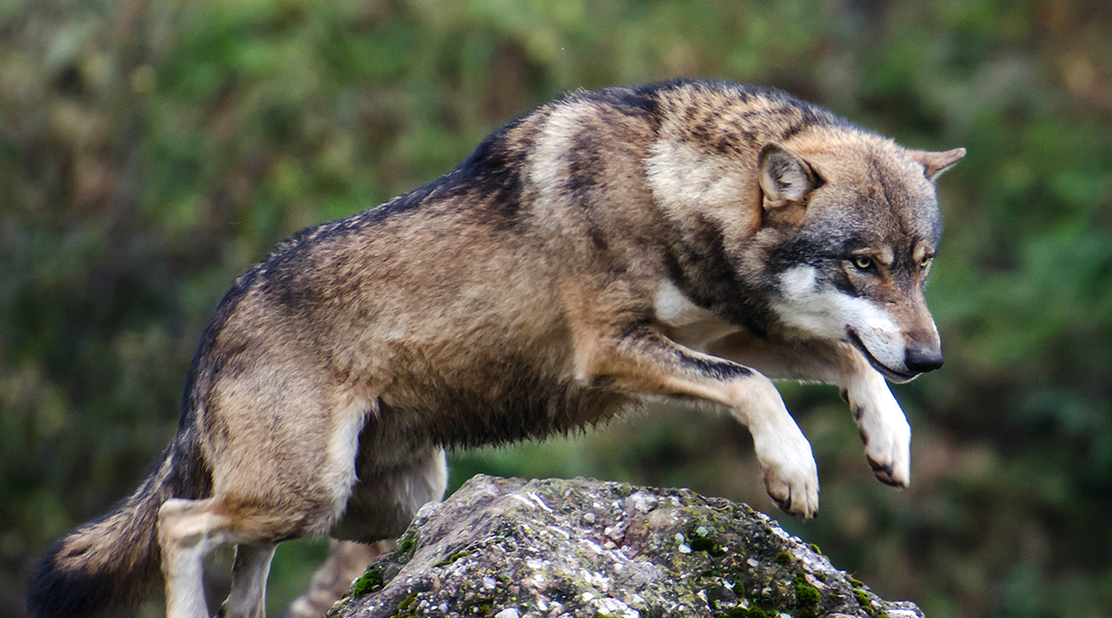 Natur- und Tierpark Goldau: Herzlich willkommen