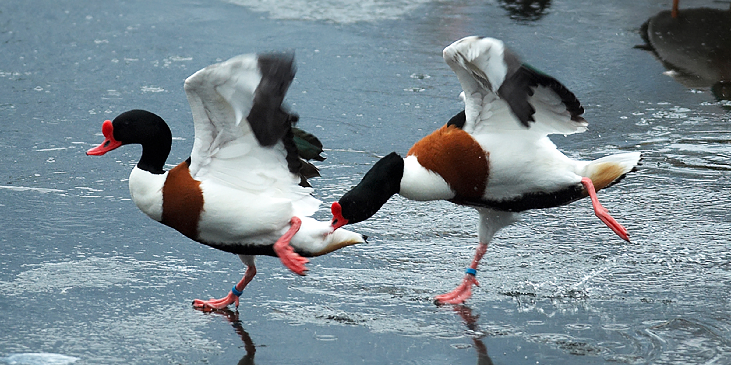 Brandgans - Wasservögel | Natur- und Tierpark Goldau