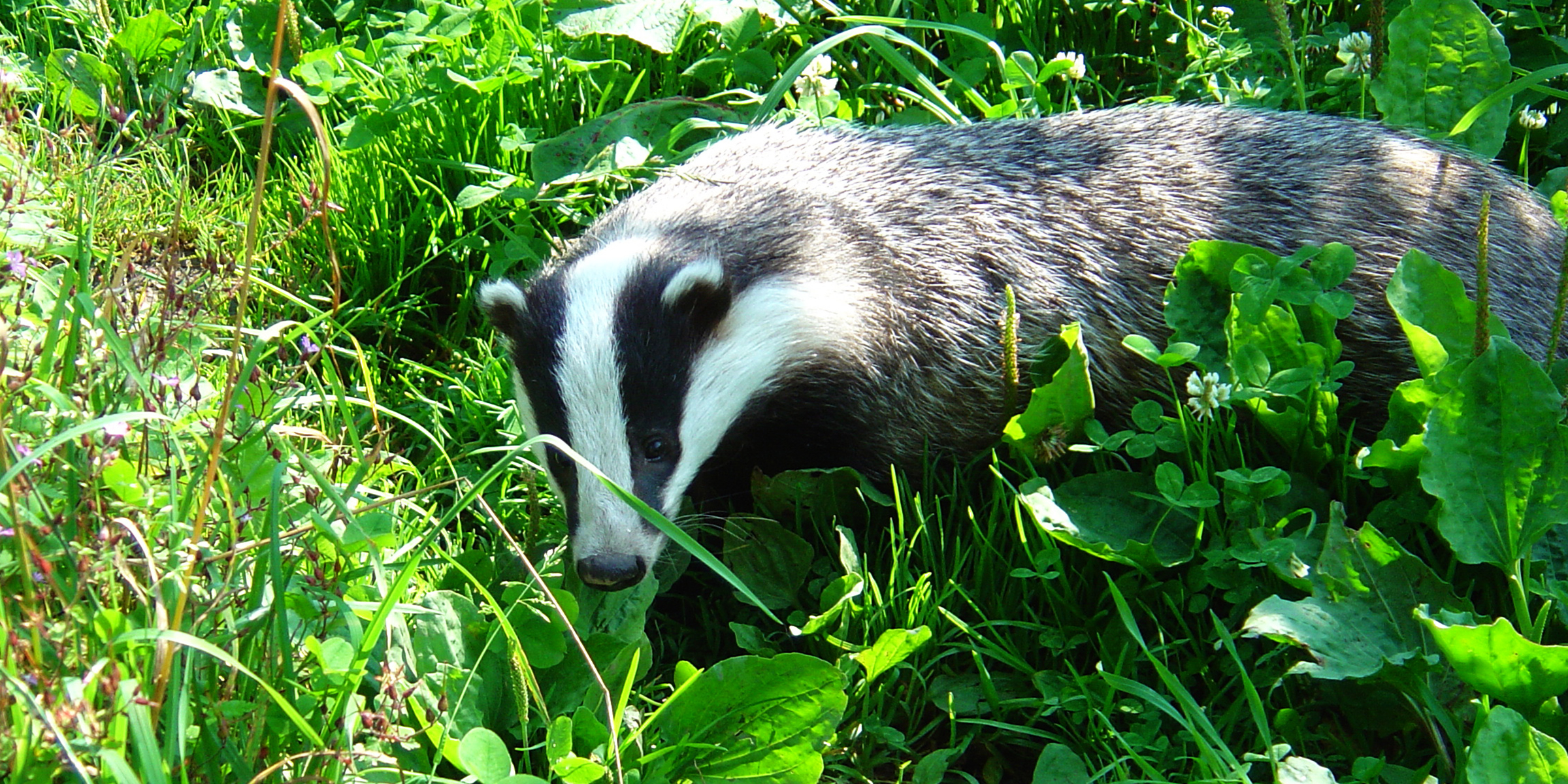 Europäischer Dachs – Säugetiere | Natur- und Tierpark Goldau
