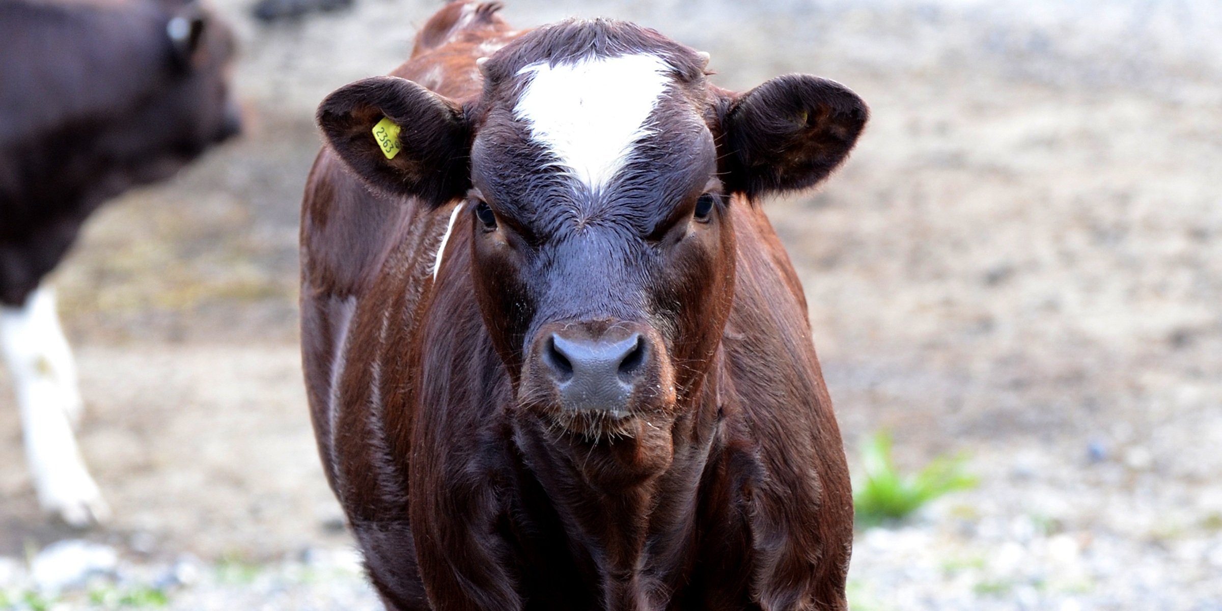 Evolèner Rind - Säugetiere | Natur- und Tierpark Goldau