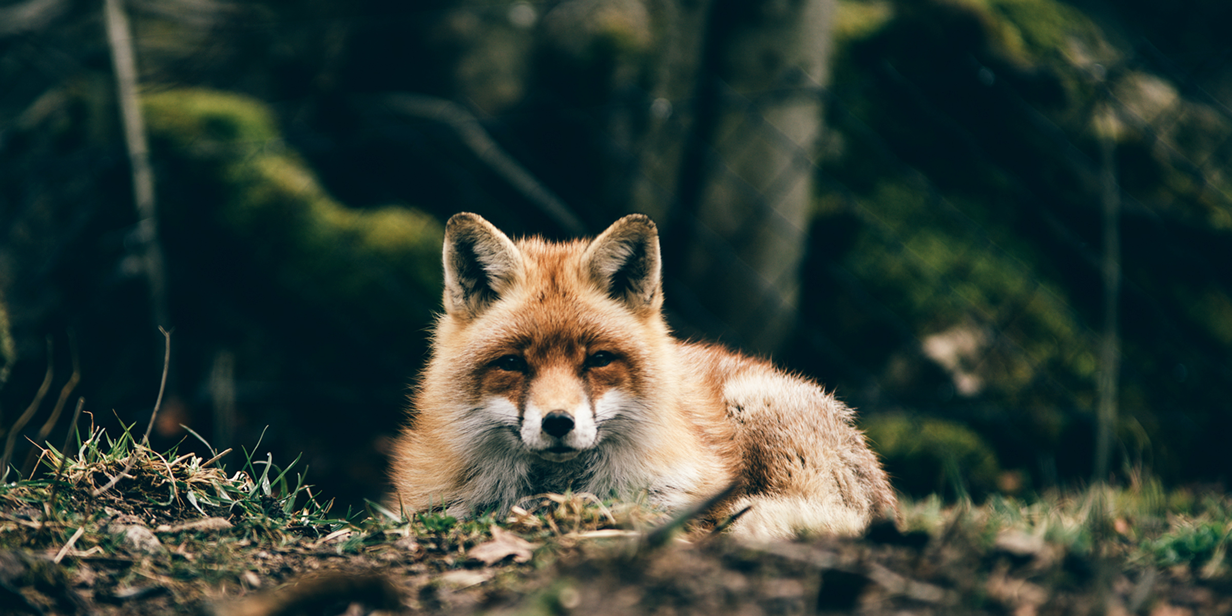 Rotfuchs - Fuchs - Säugetiere | Natur- und Tierpark Goldau