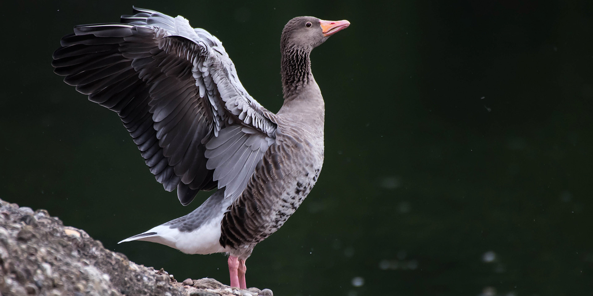Graugans - Wasservögel | Natur- und Tierpark Goldau
