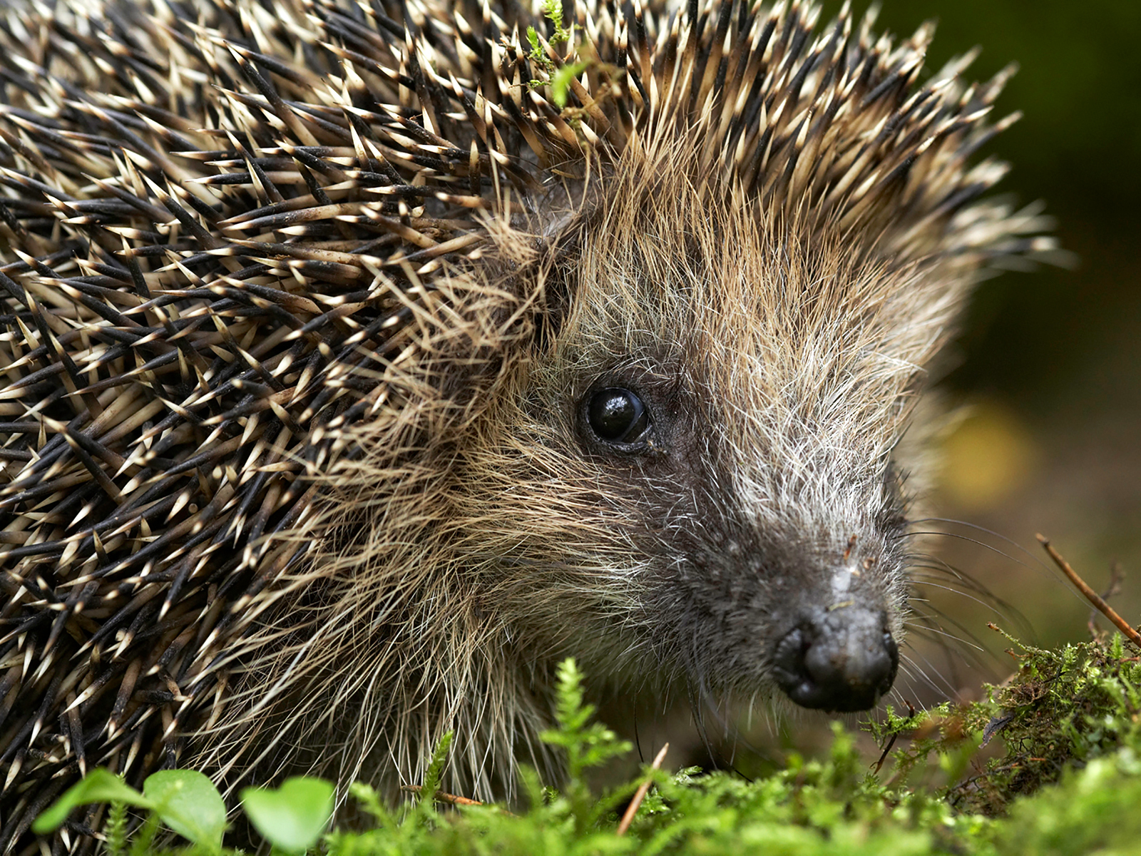 Igel - Säugetiere | Natur- und Tierpark Goldau