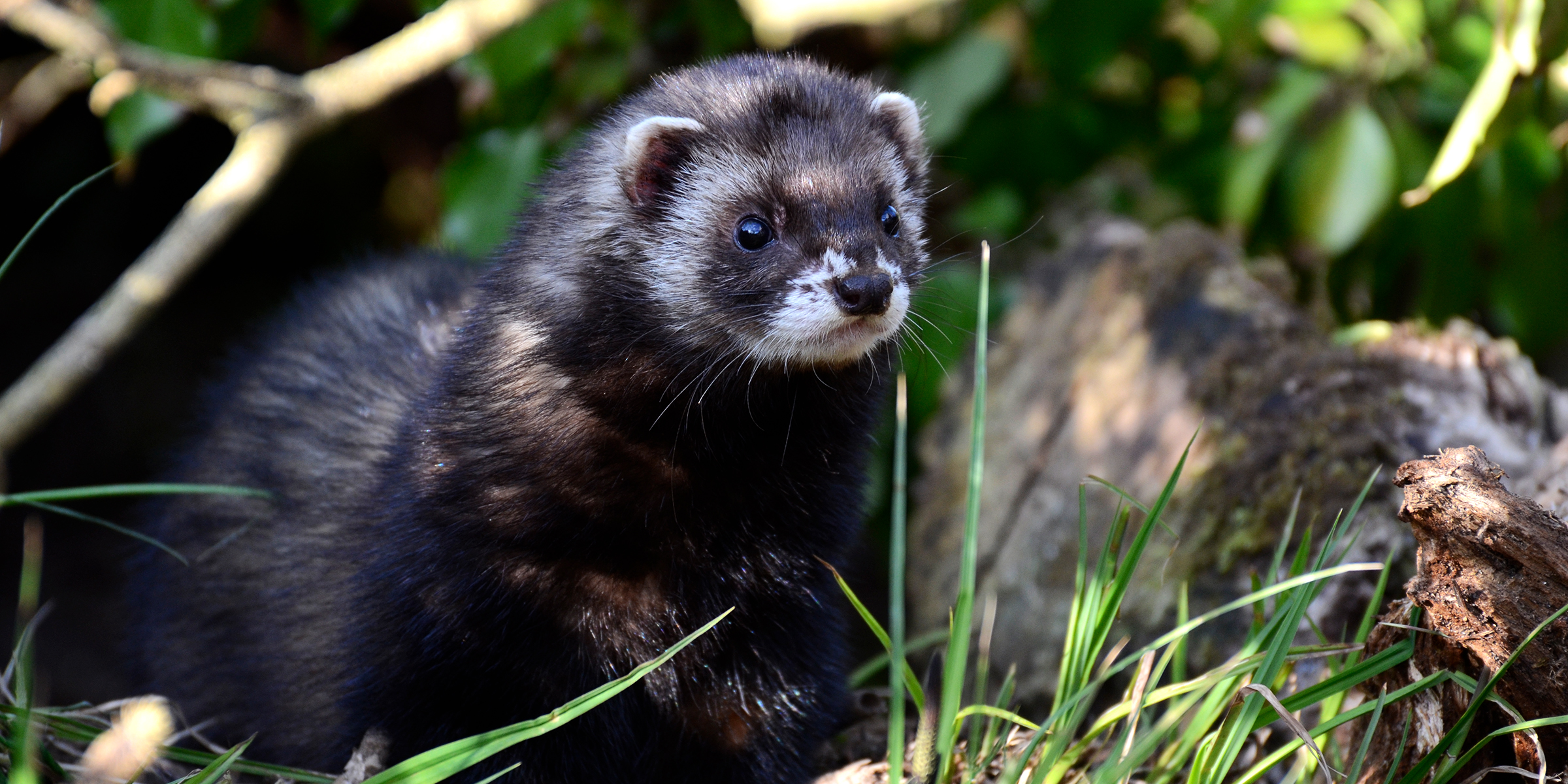 Europäischer Iltis - Säugetiere | Natur- und Tierpark Goldau