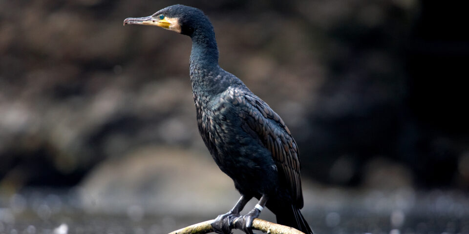 Kormoran - Wasservögel | Natur- und Tierpark Goldau