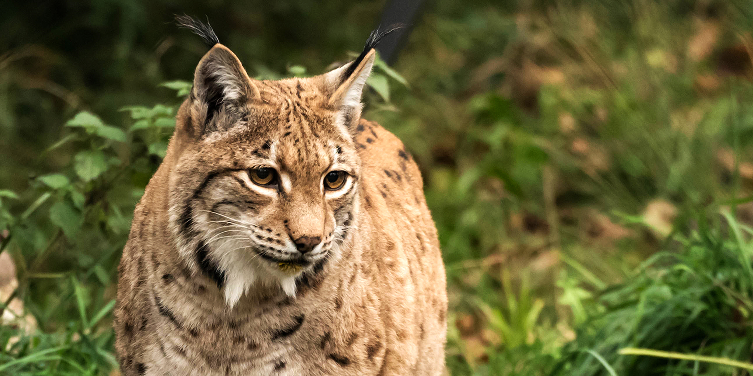 Karpatischer Luchs - Säugetiere | Natur- und Tierpark Goldau