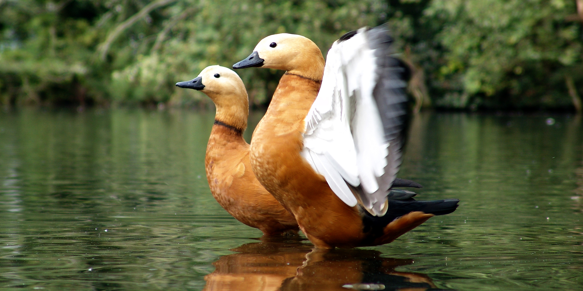 Rostgans - Wasservögel | Natur- und Tierpark Goldau