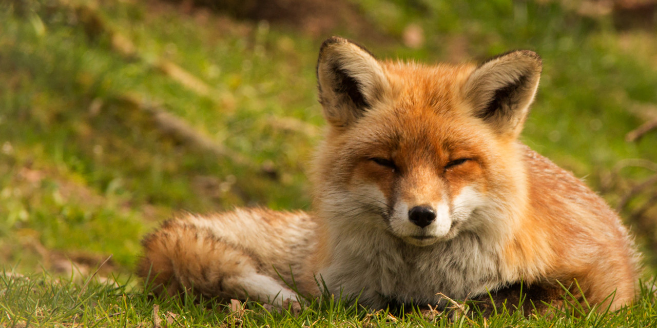 Rotfuchs - Fuchs - Säugetiere | Natur- und Tierpark Goldau