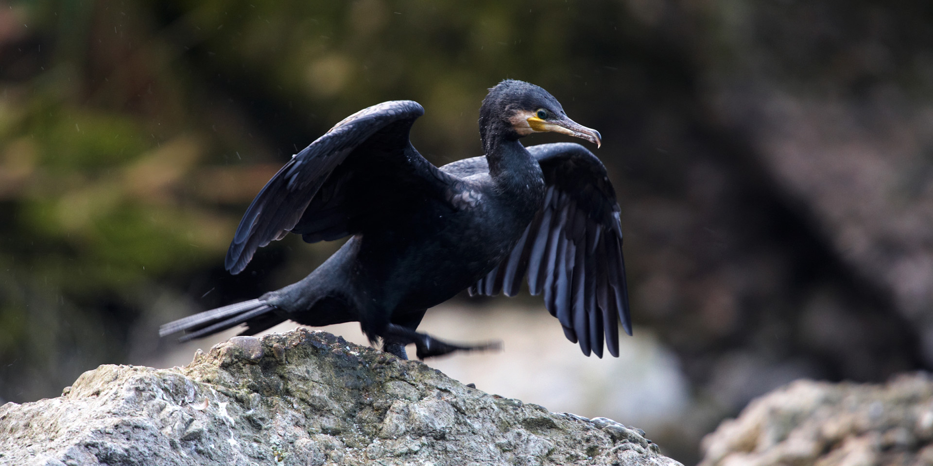 Kormoran - Wasservögel | Natur- und Tierpark Goldau