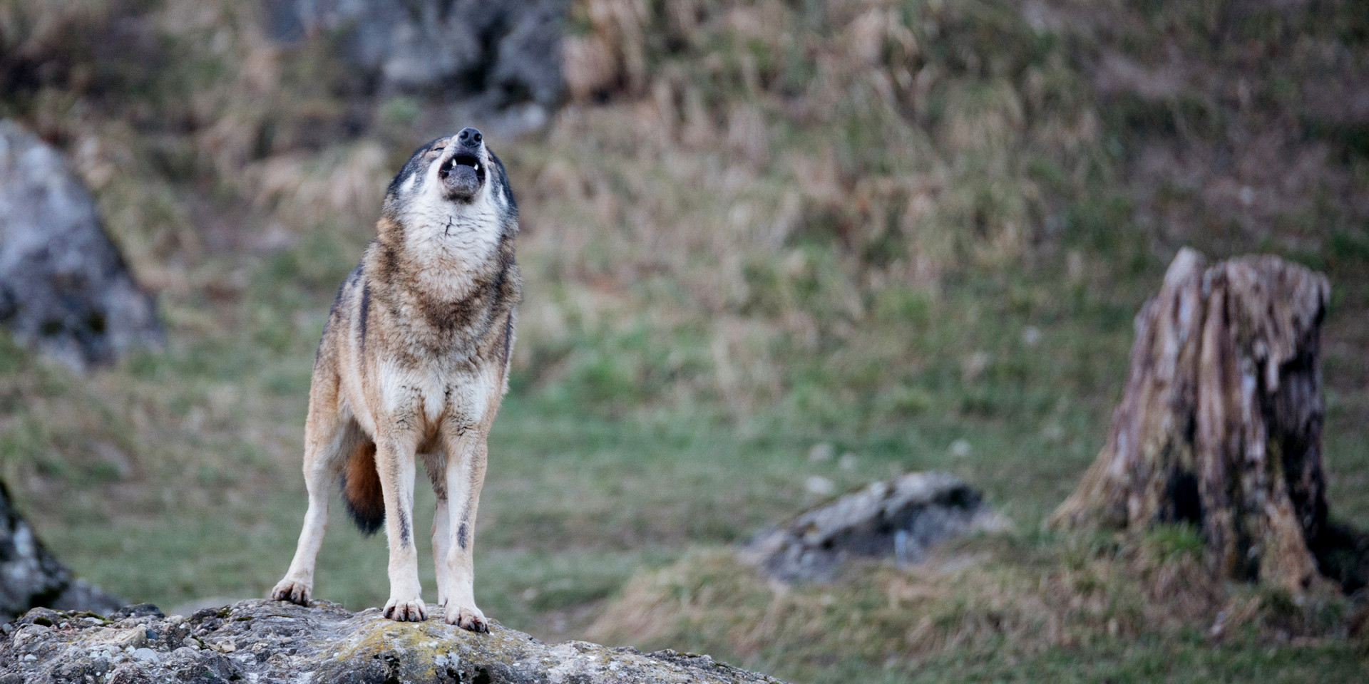 English | Natur- und Tierpark Goldau