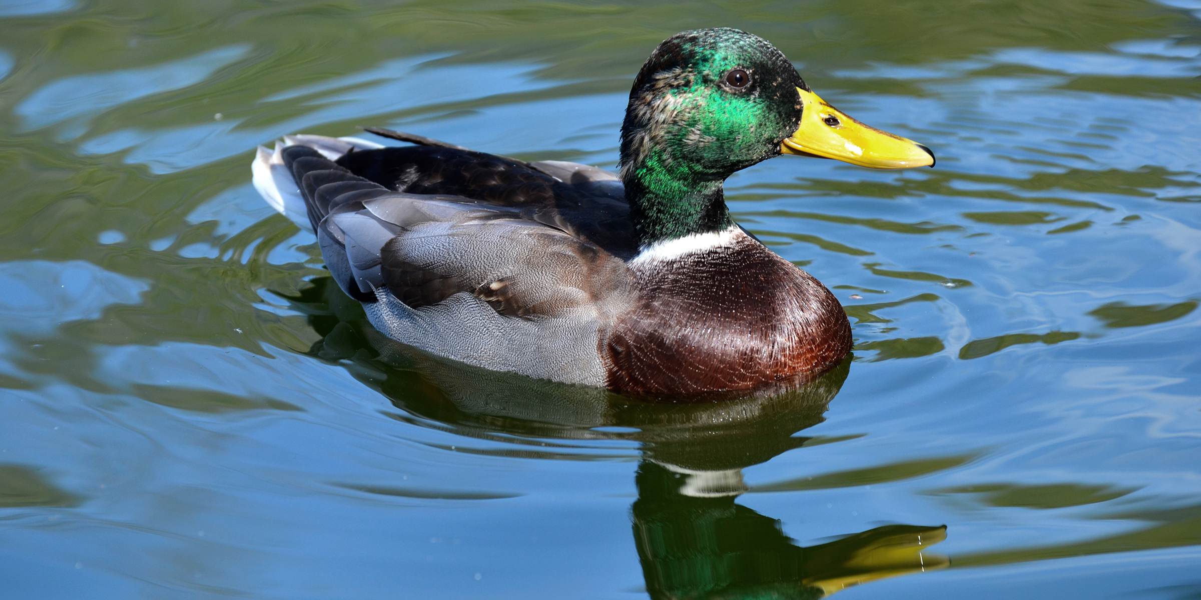 Stockente – Wasservögel | Natur- und Tierpark Goldau