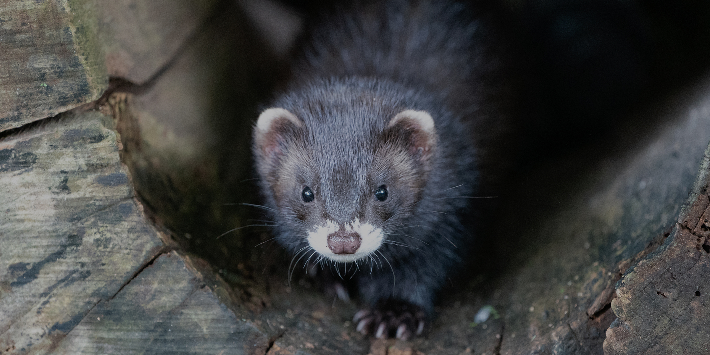 Europäischer Iltis - Säugetiere | Natur- und Tierpark Goldau