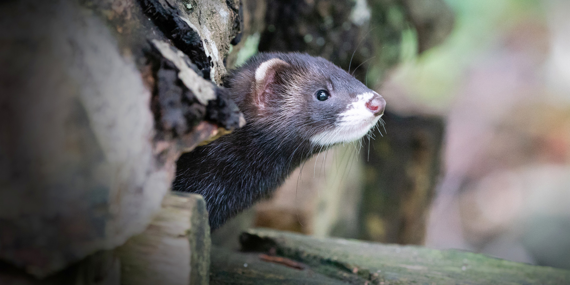 Europäischer Iltis - Säugetiere | Natur- und Tierpark Goldau