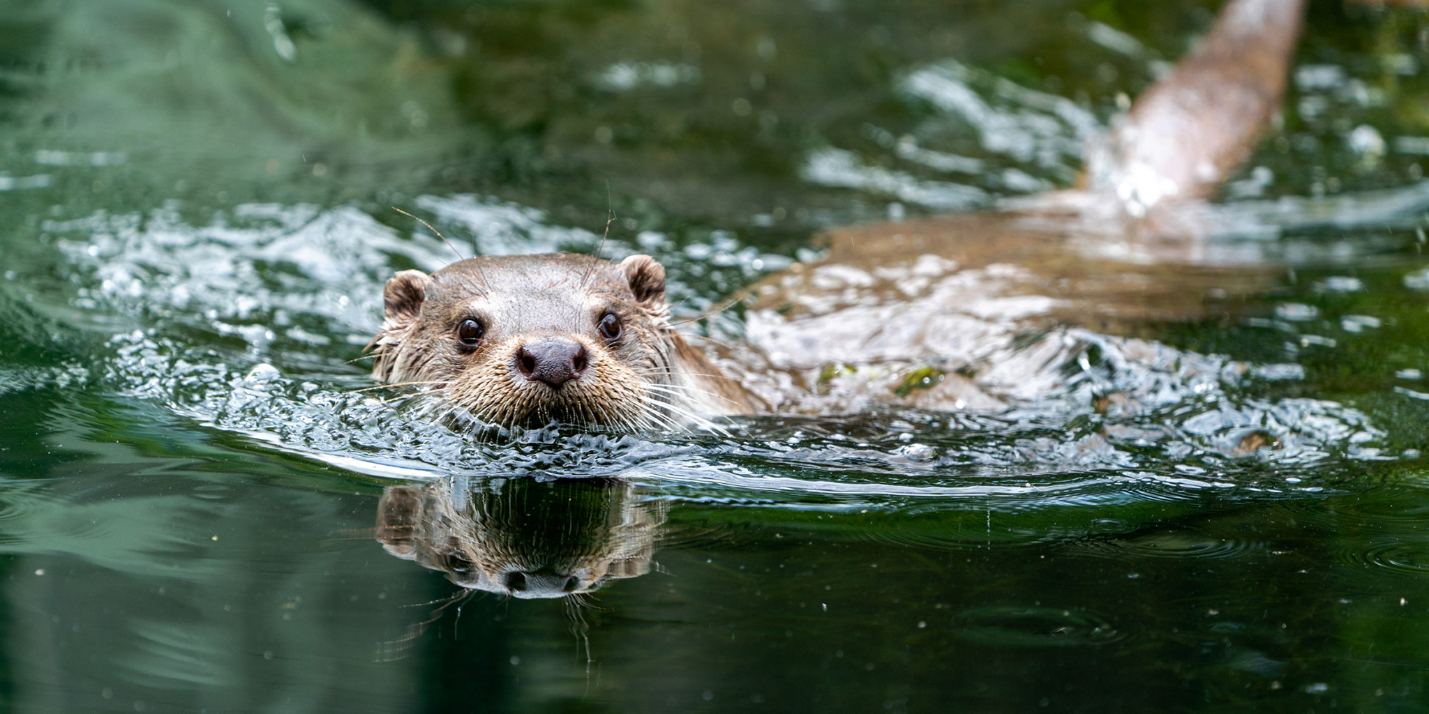 Natur- und Tierpark Goldau: Herzlich willkommen