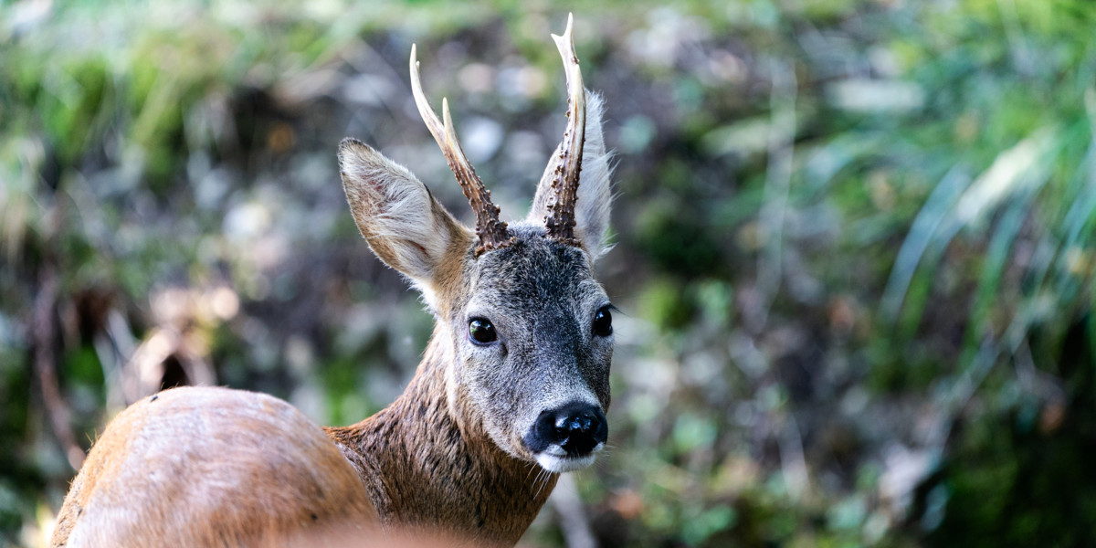 Reh - Säugetier | Natur- und Tierpark Goldau