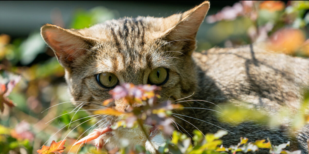 Europäische Wildkatze – Säugetiere | Natur- und Tierpark Goldau