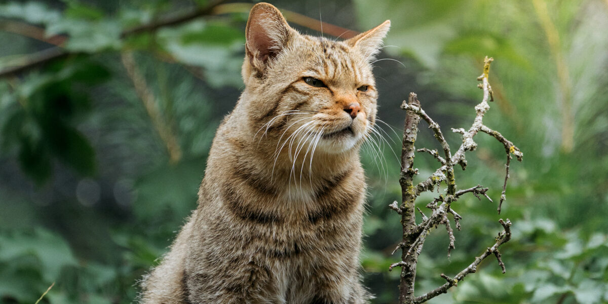 Europäische Wildkatze – Säugetiere | Natur- und Tierpark Goldau