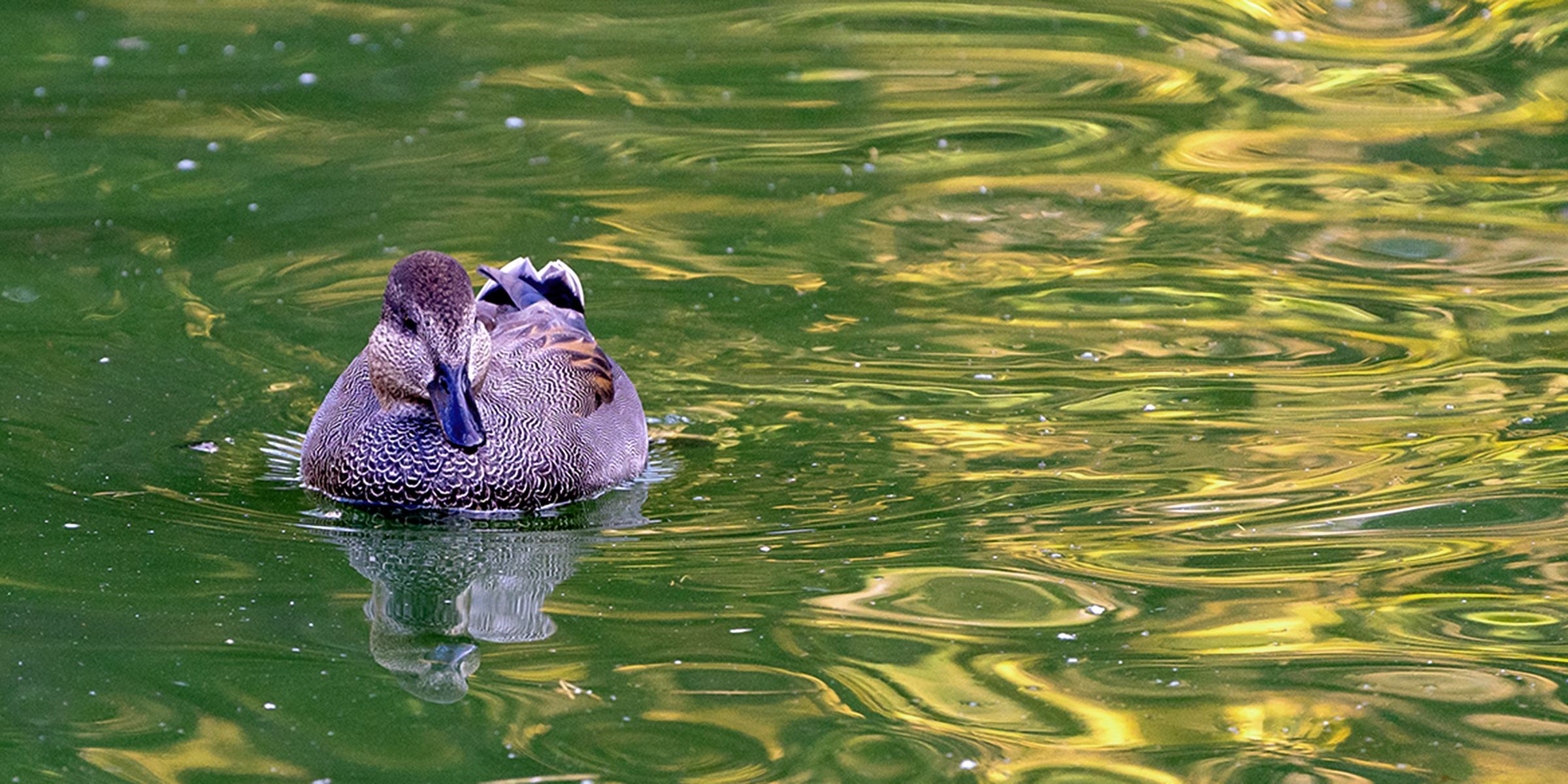 Schnatterente | Natur- und Tierpark Goldau