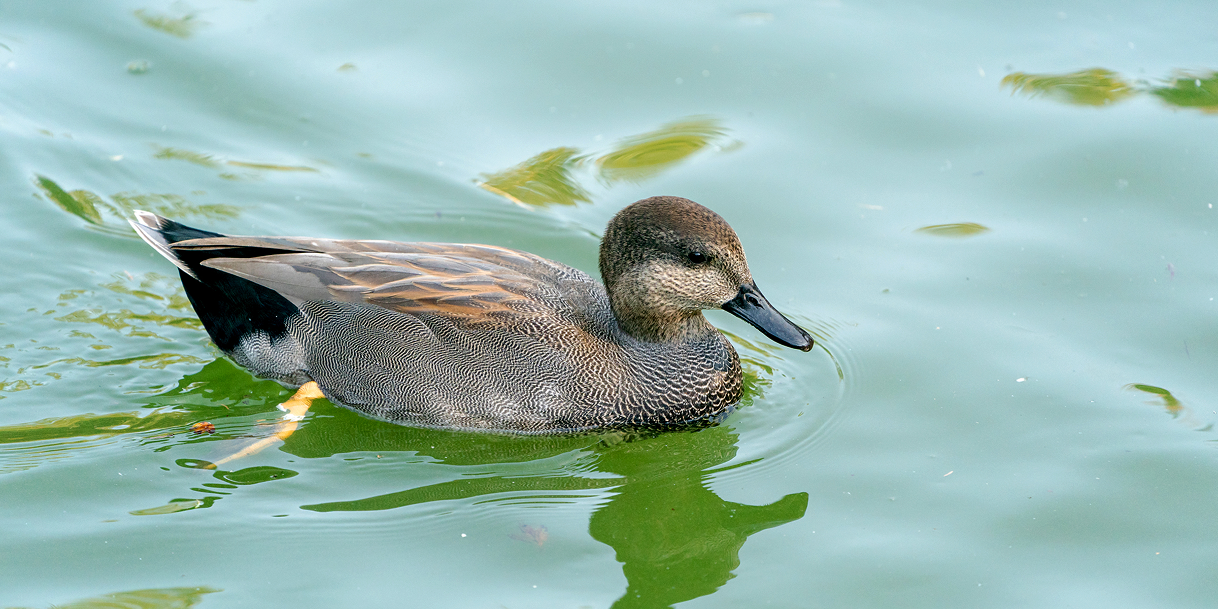Schnatterente | Natur- und Tierpark Goldau