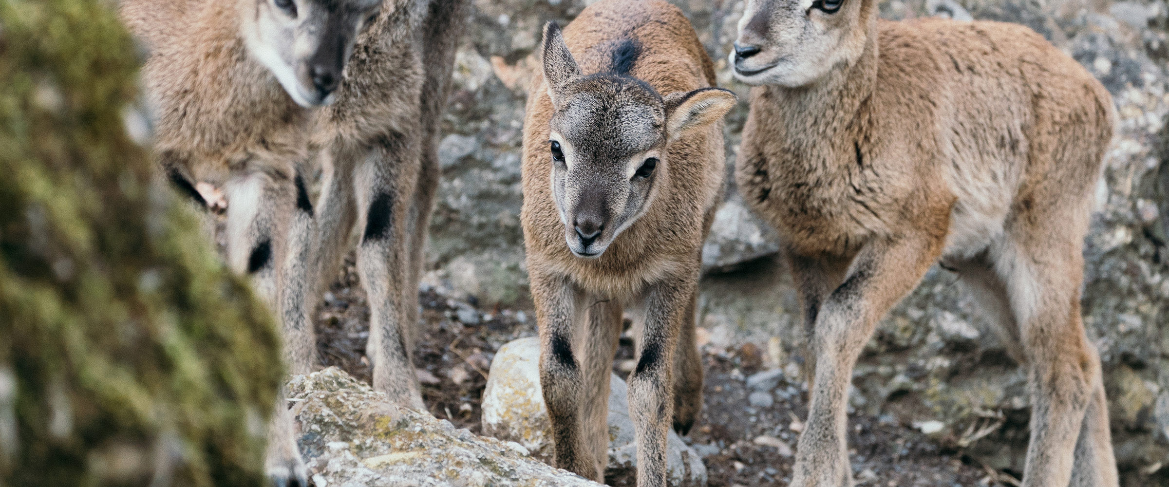 Natur- und Tierpark Goldau: Herzlich willkommen