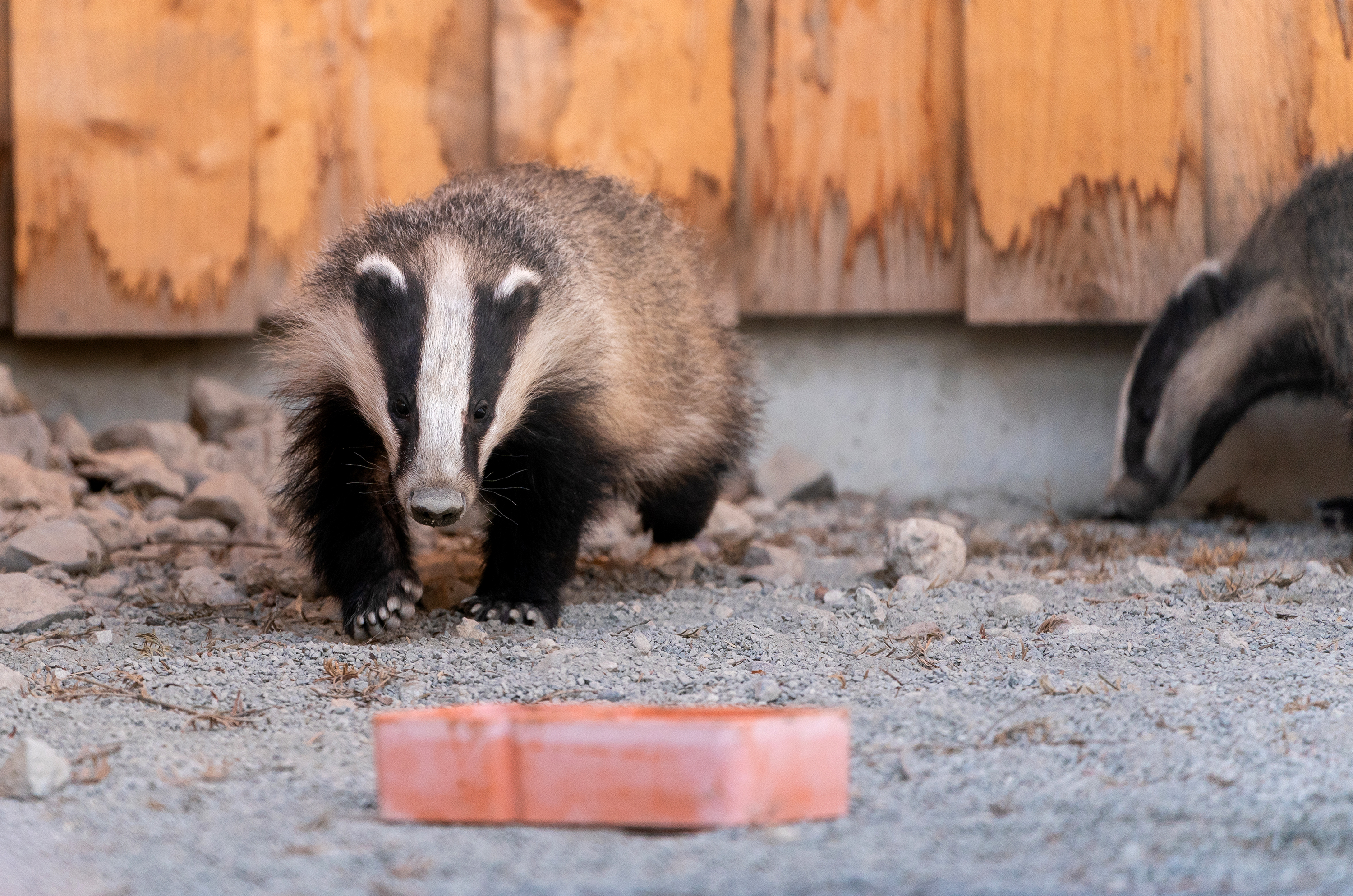 Die (Frech-)Dachse ziehen ein | Natur- und Tierpark Goldau