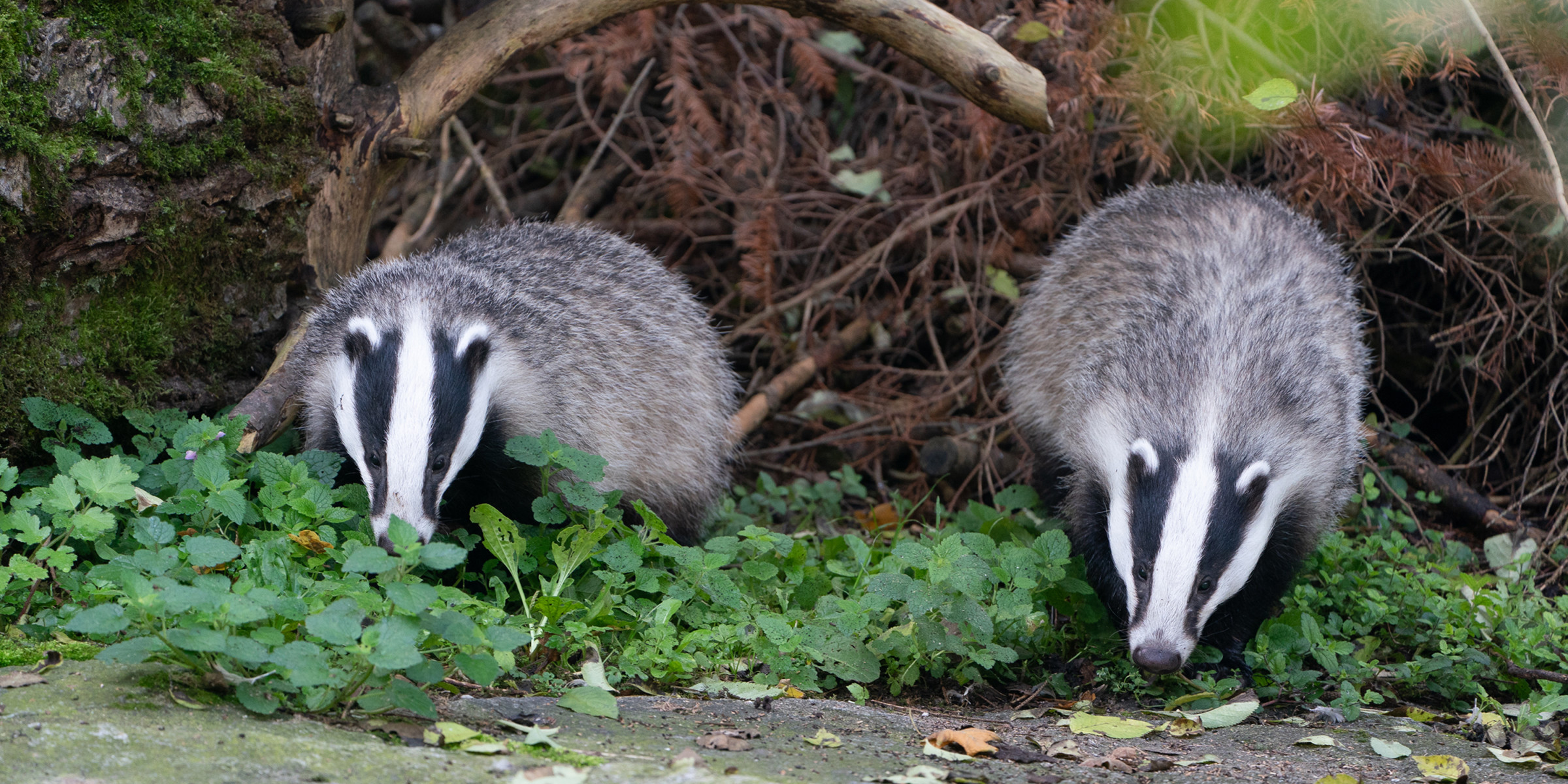 Europäischer Dachs - Säugetiere | Natur- und Tierpark Goldau