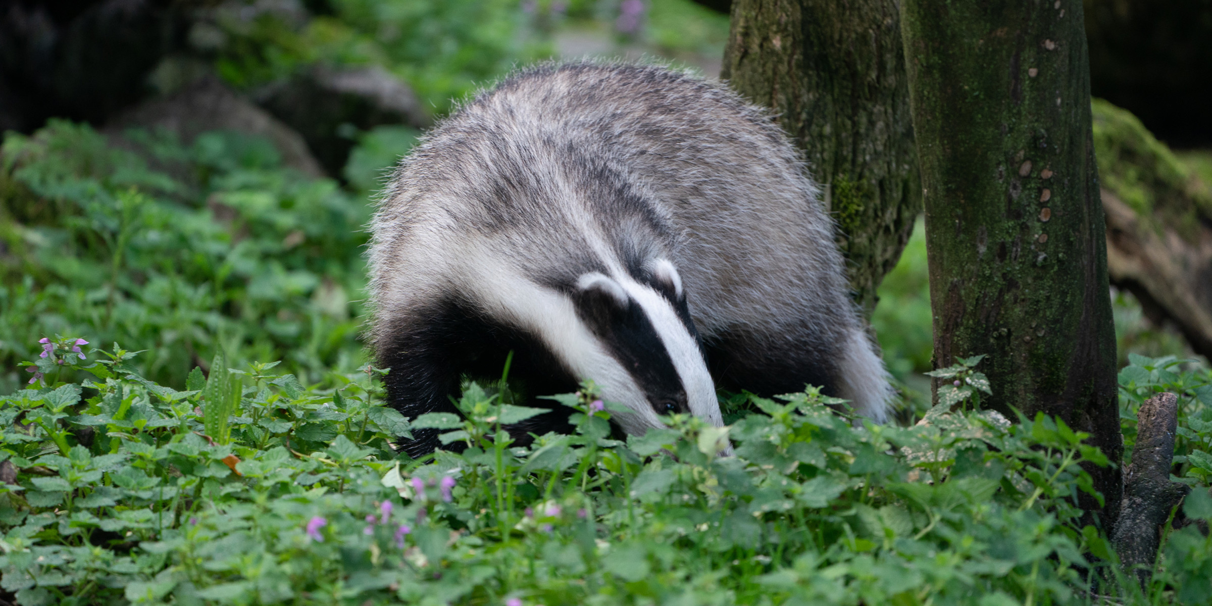 Europäischer Dachs - Säugetiere | Natur- und Tierpark Goldau