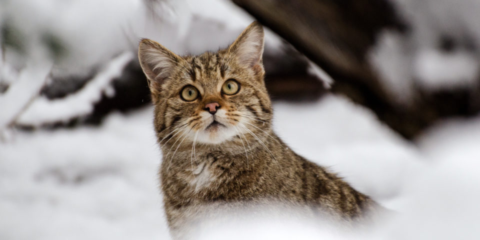 Europäische Wildkatze - Säugetiere | Natur- und Tierpark Goldau