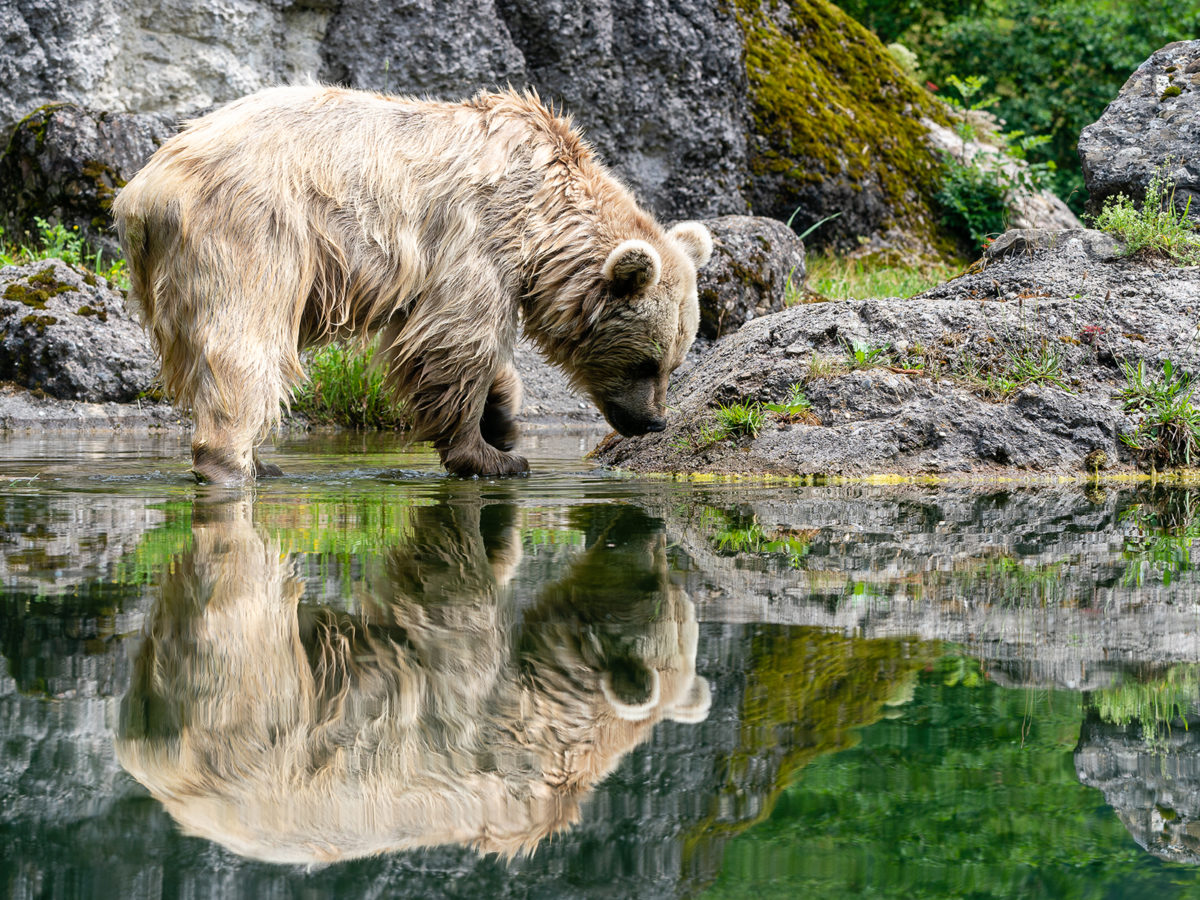 Unsere Strategie | Natur- und Tierpark Goldau
