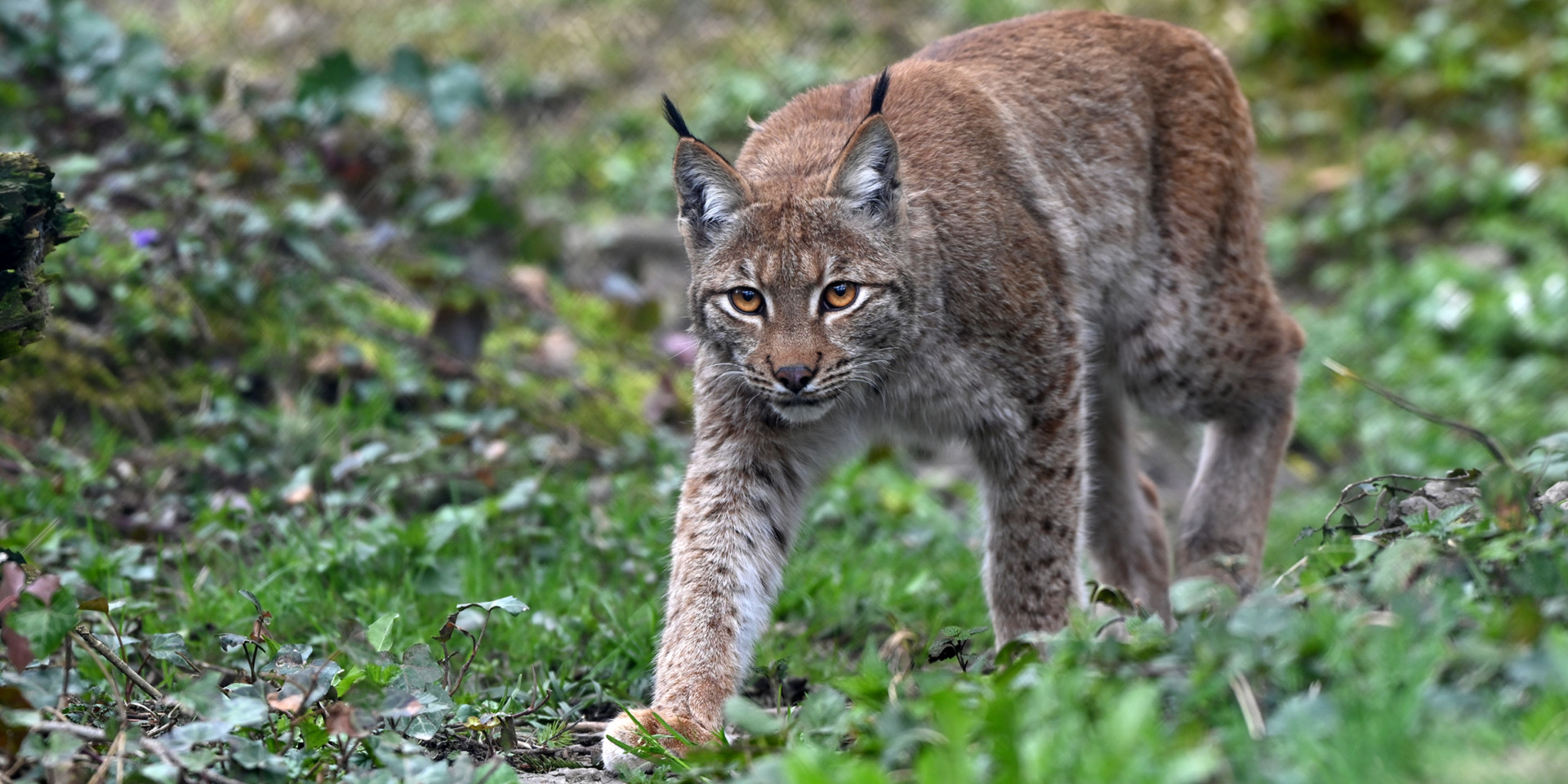 Natur- und Tierpark Goldau: Herzlich willkommen