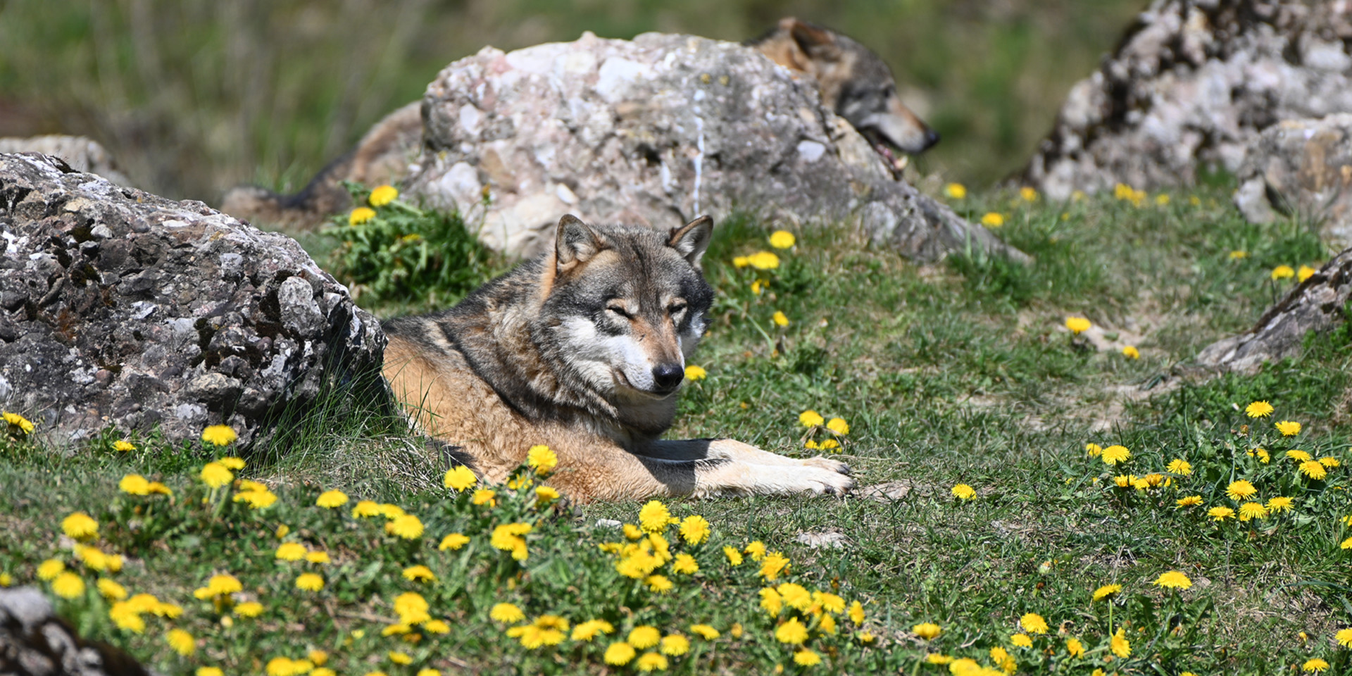 Kontakt | Natur- und Tierpark Goldau