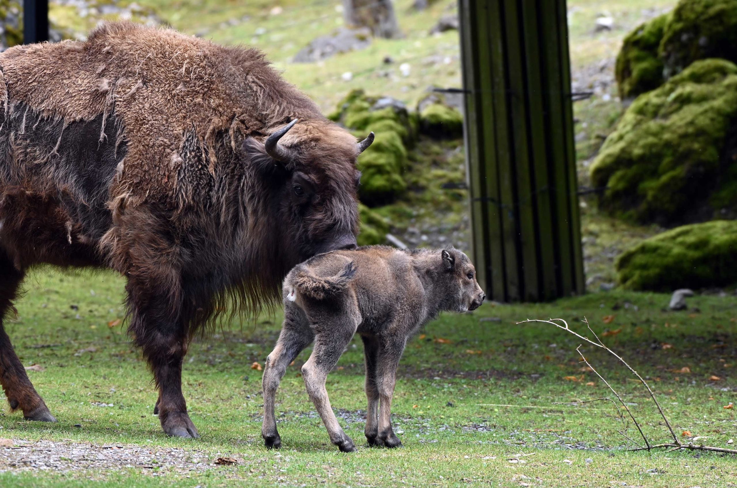 Arterhaltung der Wisente | Natur- und Tierpark Goldau