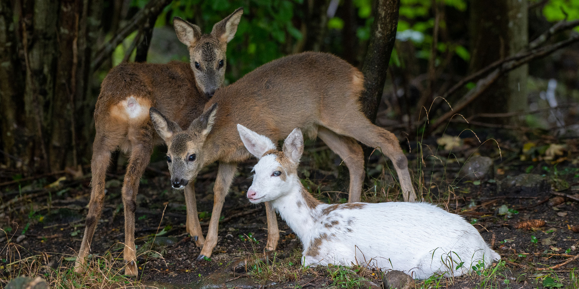 Reh - Säugetier | Natur- und Tierpark Goldau