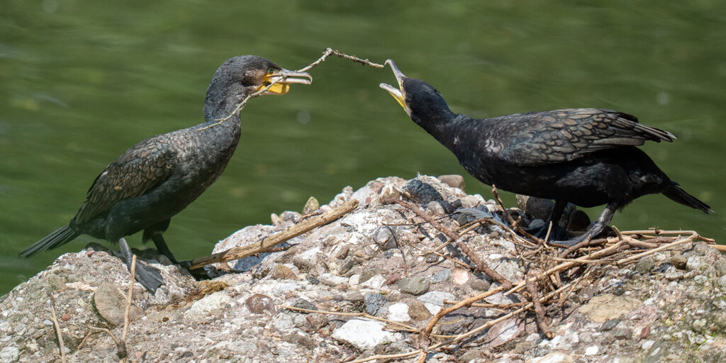 Kormoran - Wasservögel | Natur- und Tierpark Goldau