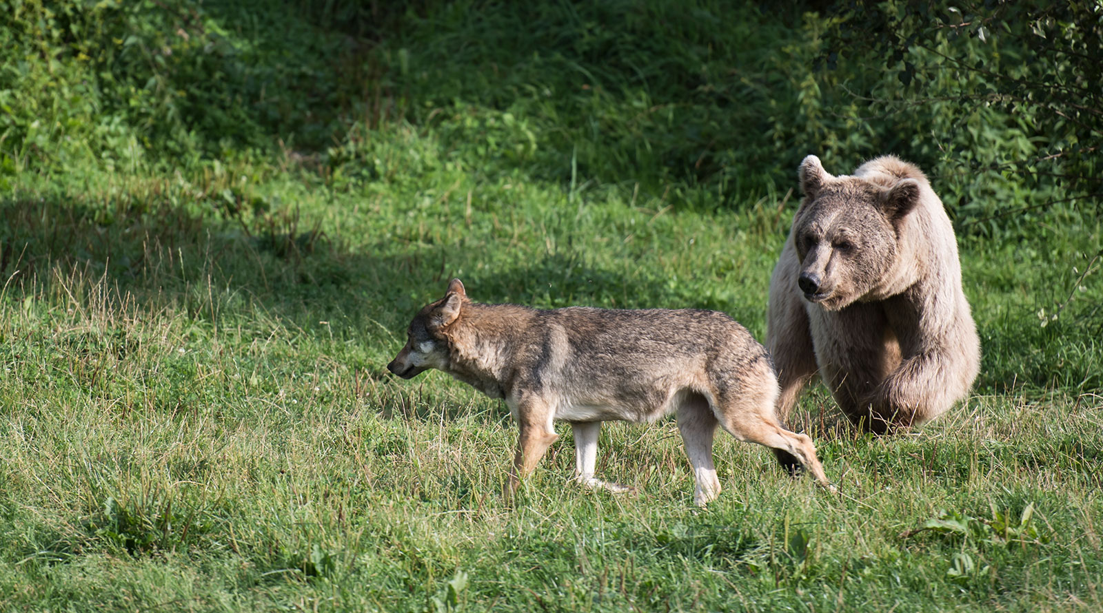 Kinder-Ferienangebot: Bär und Wolf | Natur- und Tierpark Goldau