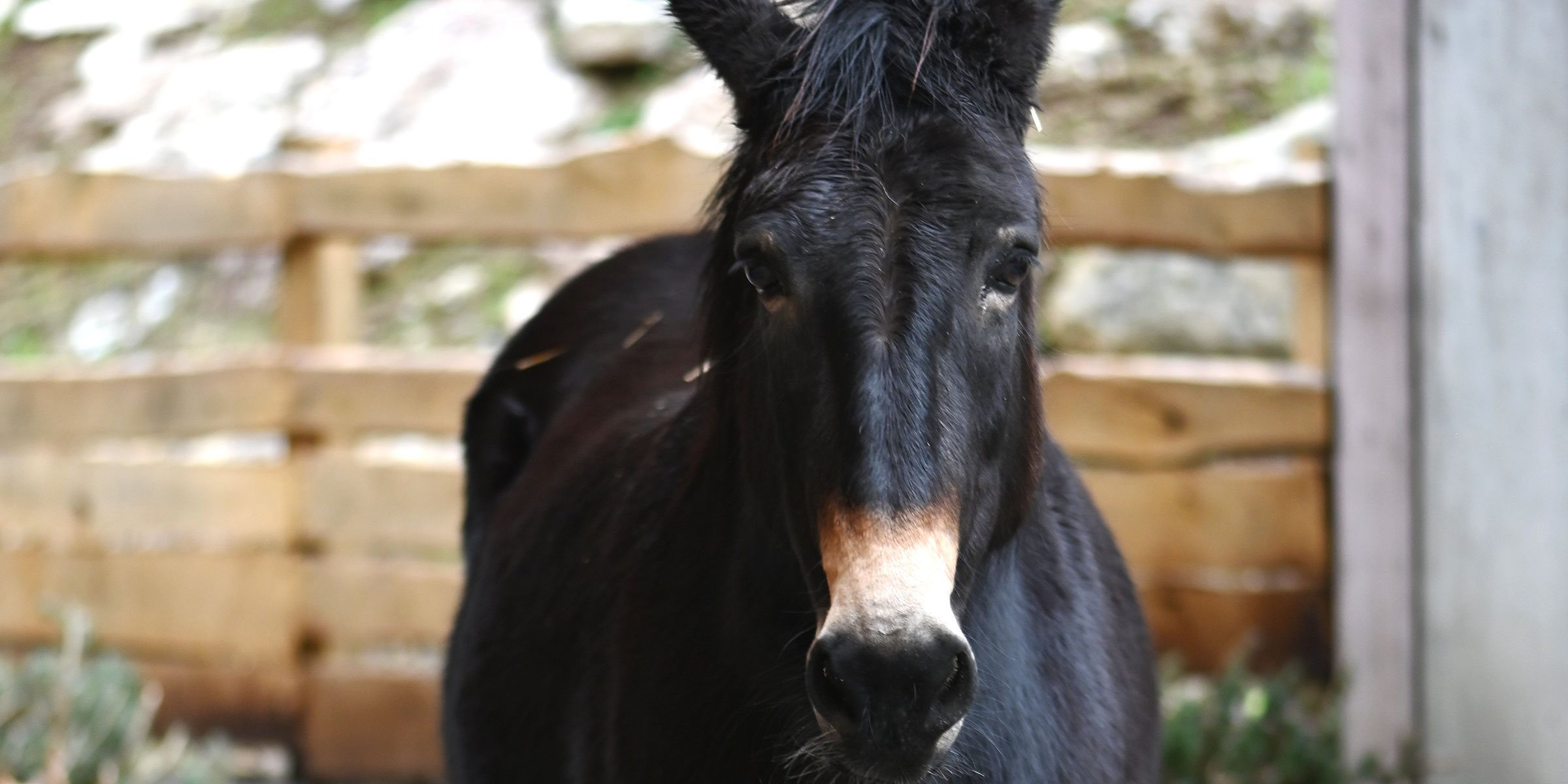 Maultier - Säugetiere | Natur- und Tierpark Goldau