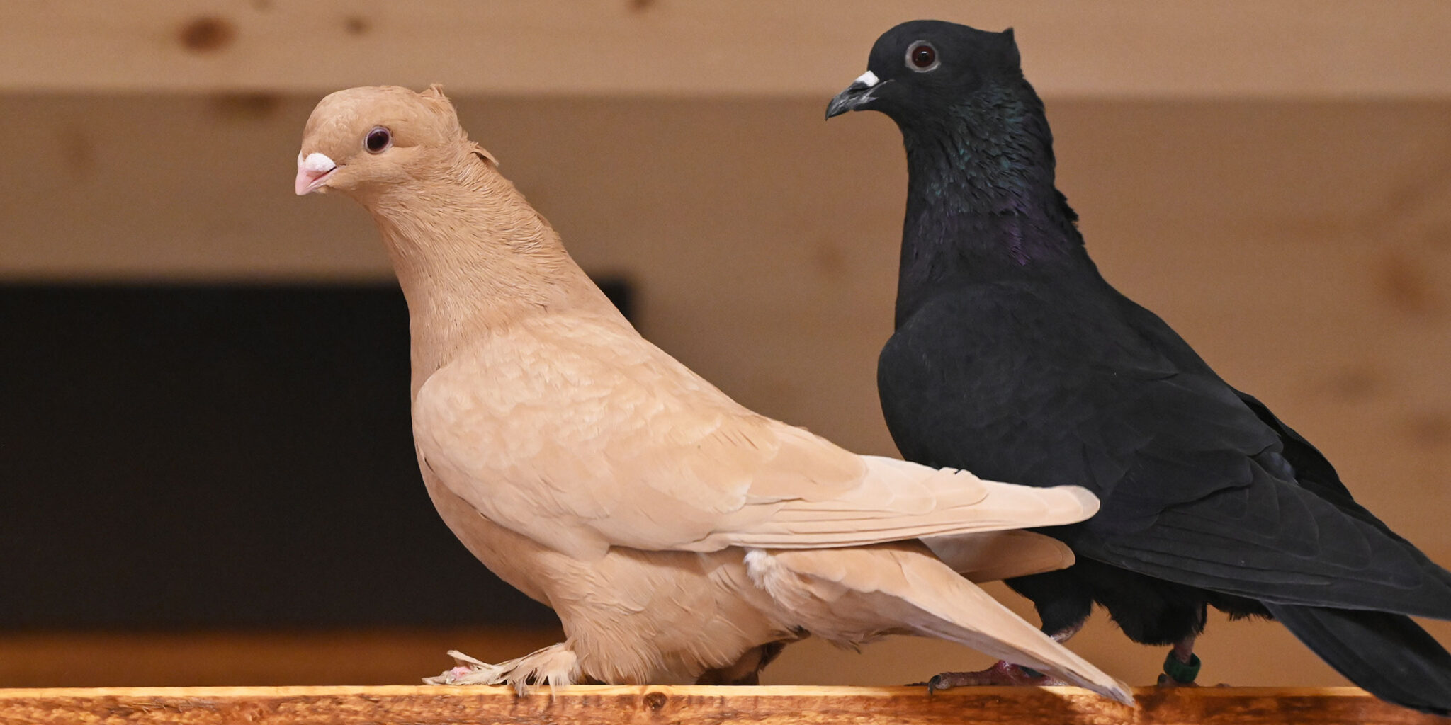 Haustaube | Natur- und Tierpark Goldau