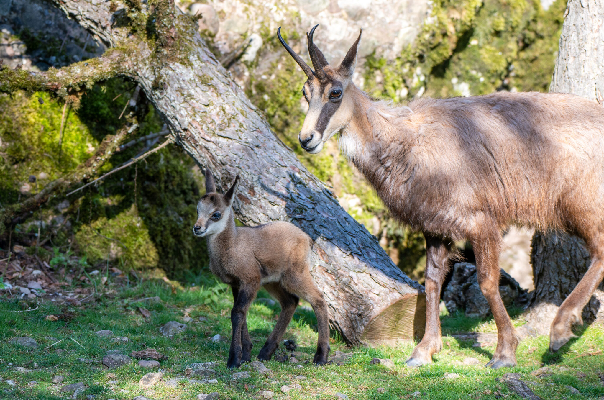 Nachwuchs im Tierpark | Natur- und Tierpark Goldau