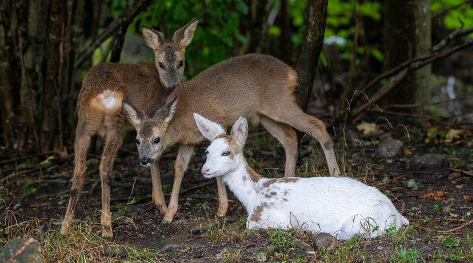 Kurzinfo: weisses Reh | Natur- und Tierpark Goldau