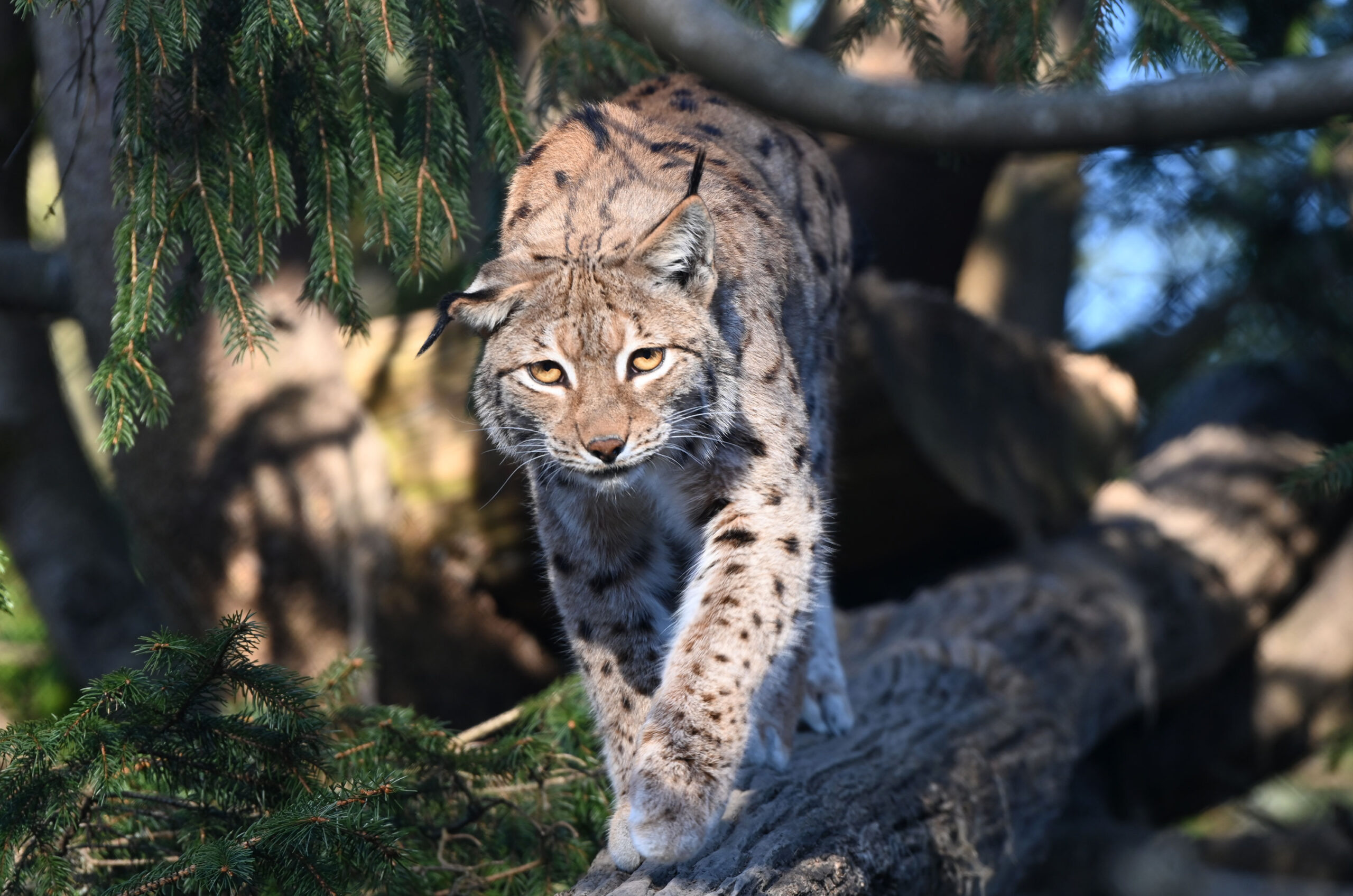 Tierpark Im Umkreis Von 100 Km