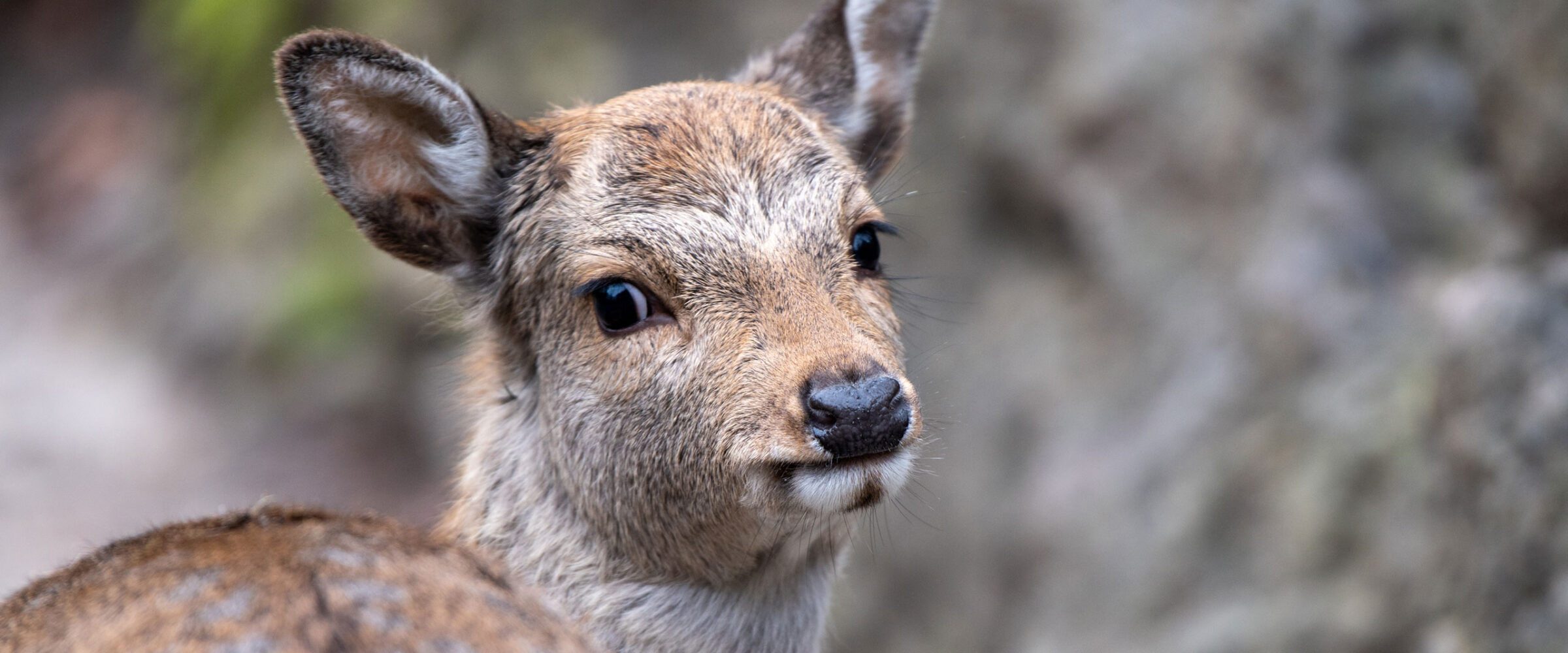 Natur- und Tierpark Goldau: Herzlich willkommen
