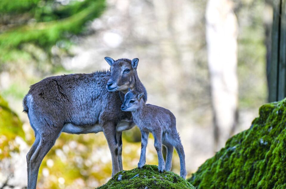 Unsere Öffnungszeiten | Natur- und Tierpark Goldau