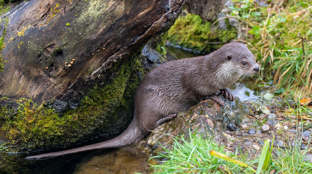 Infotisch zum Welt-Otter-Tag | Natur- und Tierpark Goldau