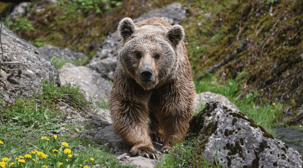 Natur- und Tierpark Goldau: Herzlich willkommen