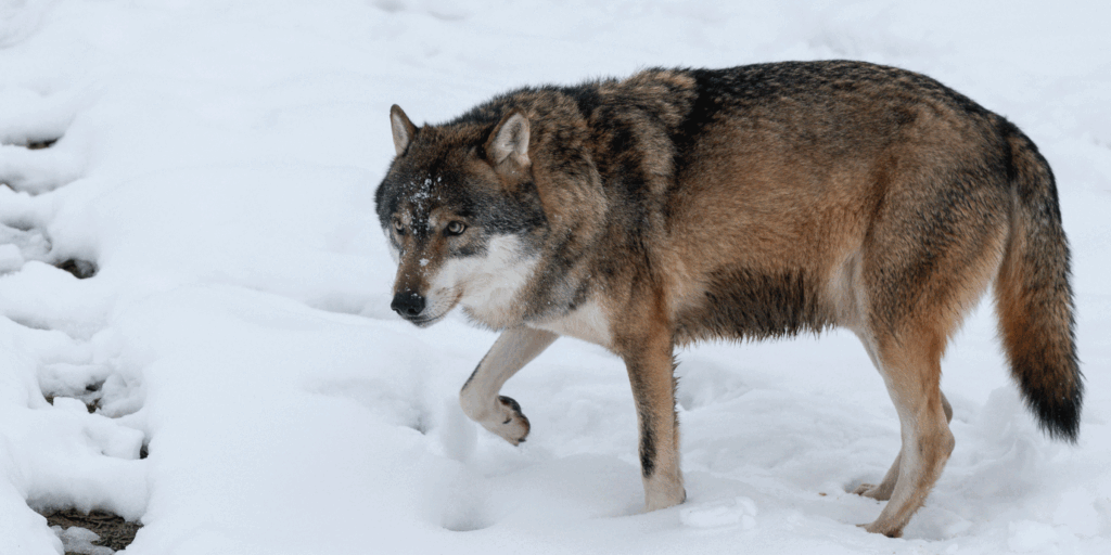 English | Natur- und Tierpark Goldau