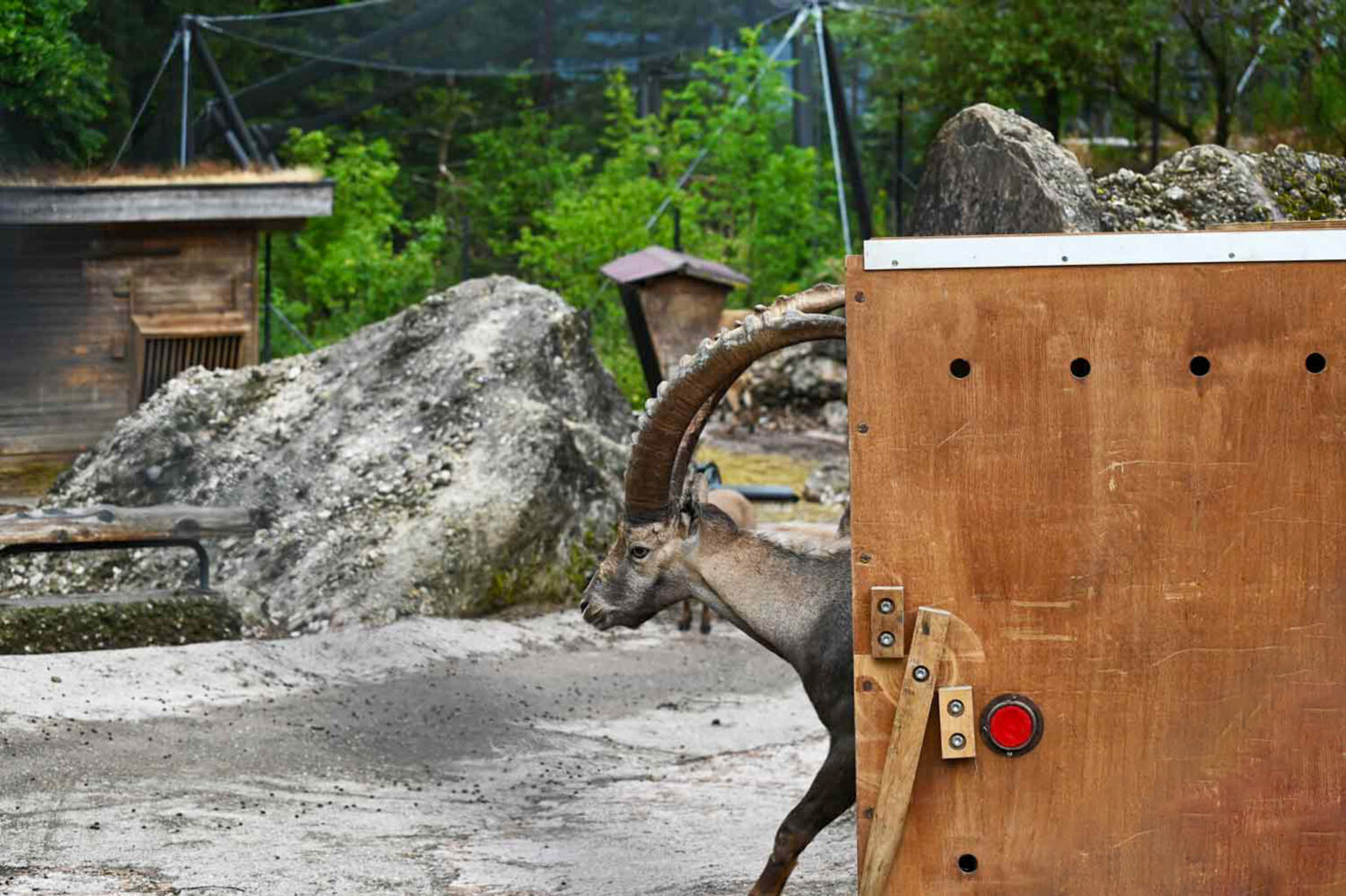 Neuer König der Berge | Natur- und Tierpark Goldau