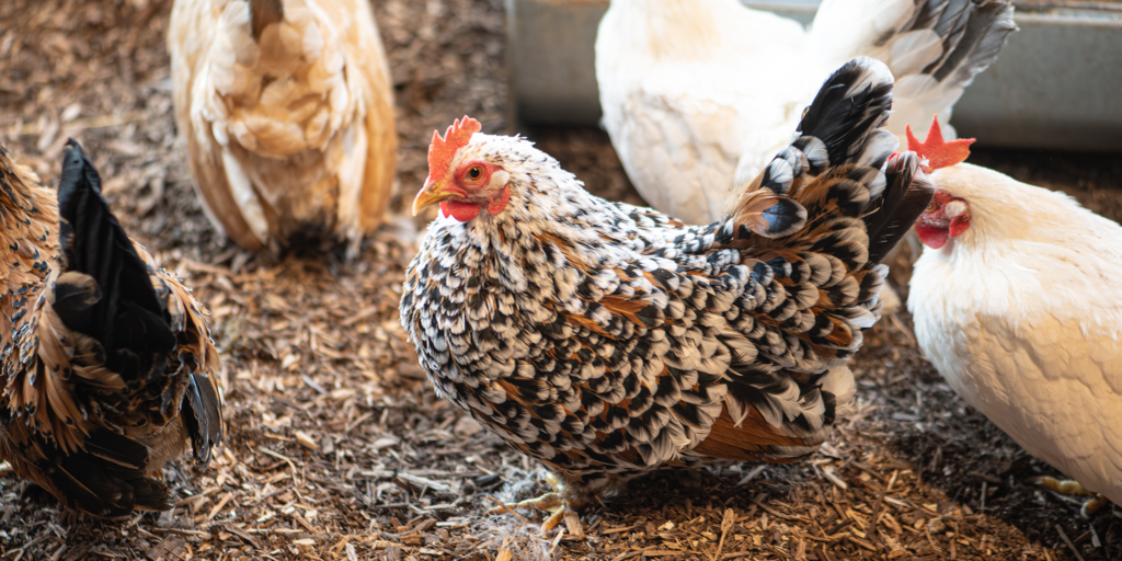 Seidenhuhn - Vögel | Natur- und Tierpark Goldau