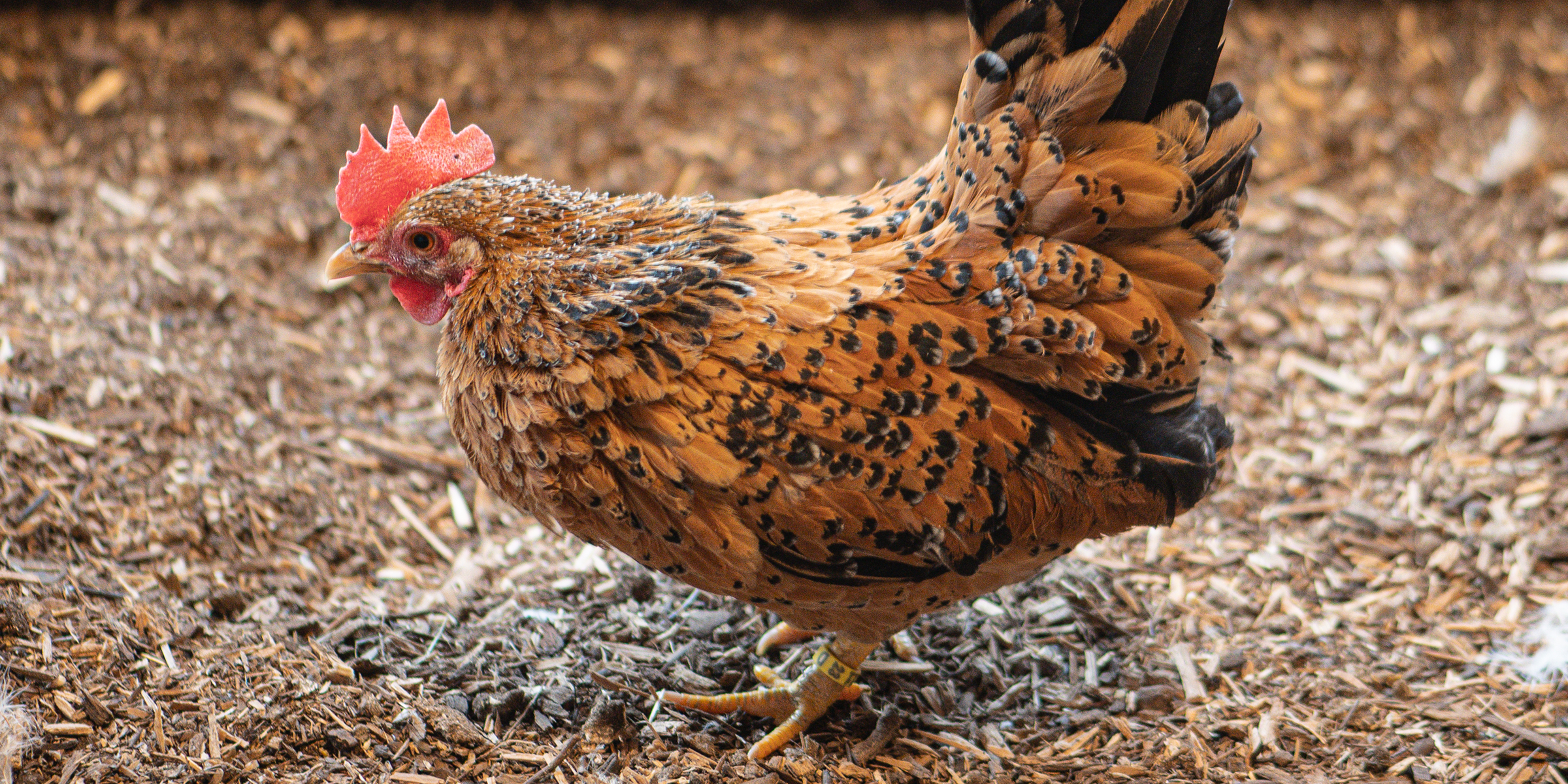 Seidenhuhn - Vögel | Natur- und Tierpark Goldau